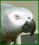 Actors and Others for Animals : Pet Assisted Therapy