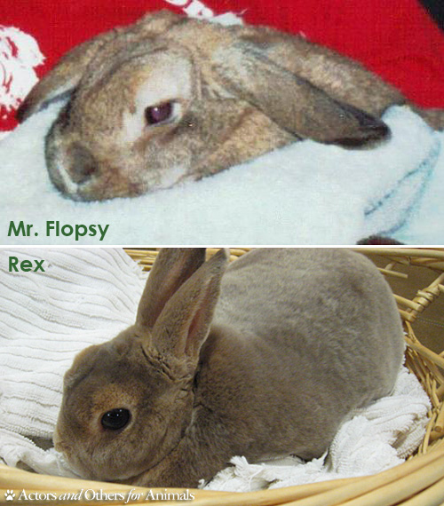 Actors and Others for Animals : Pet Assisted Therapy